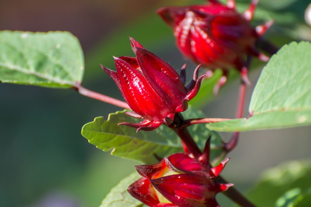 Roselle Plant Benefits: Uses, Growth & Nutritional Value ...